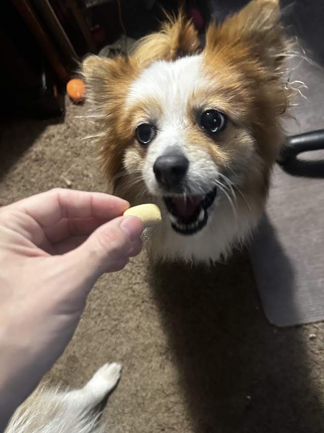 Dog Treat Blog - Pawsome Bites