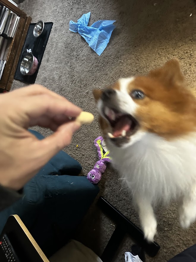 Dog Treat Blog - Pawsome Bites